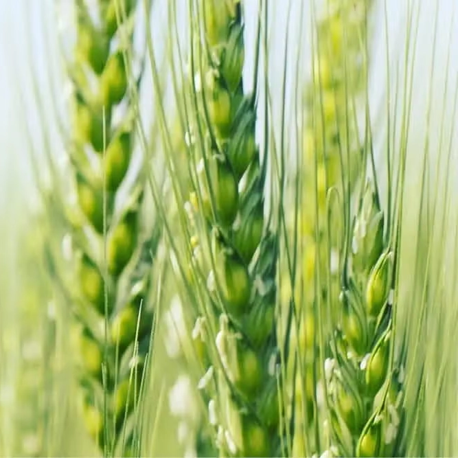 Magnello® - Agro Ferti Berlin | KAD
